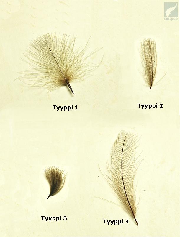CDC Feathers | Mistpool
